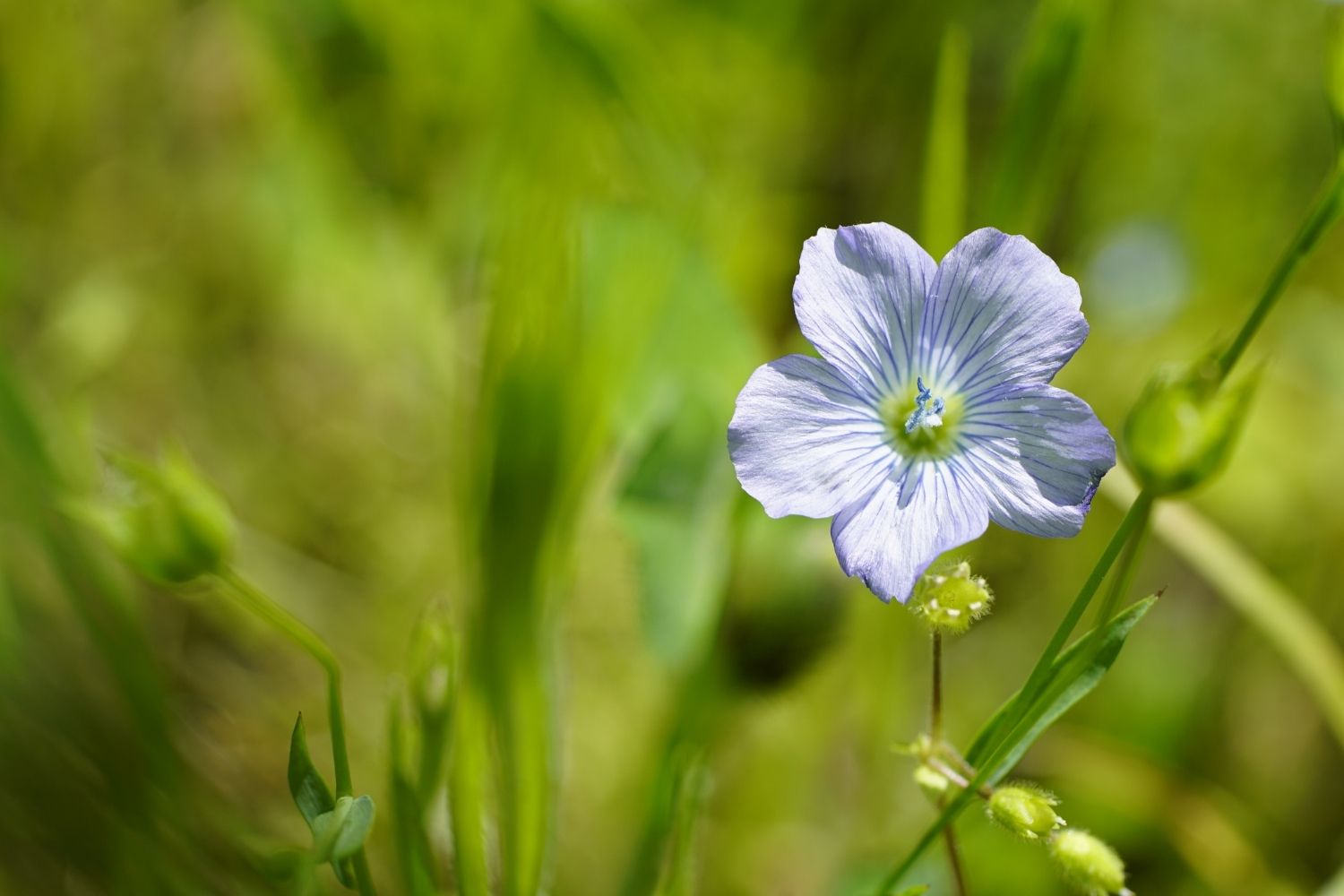 Lin cultivé : Propriétés, Bienfaits et Applications en Phytothérapie ...