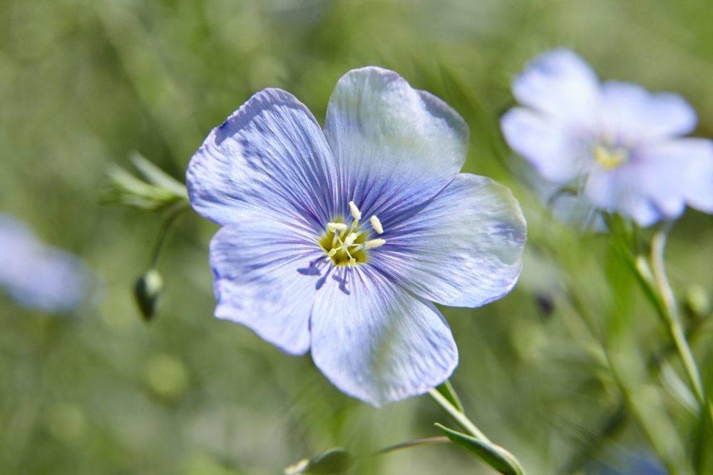 Lin cultivé : Propriétés, Bienfaits et Applications en Phytothérapie ...