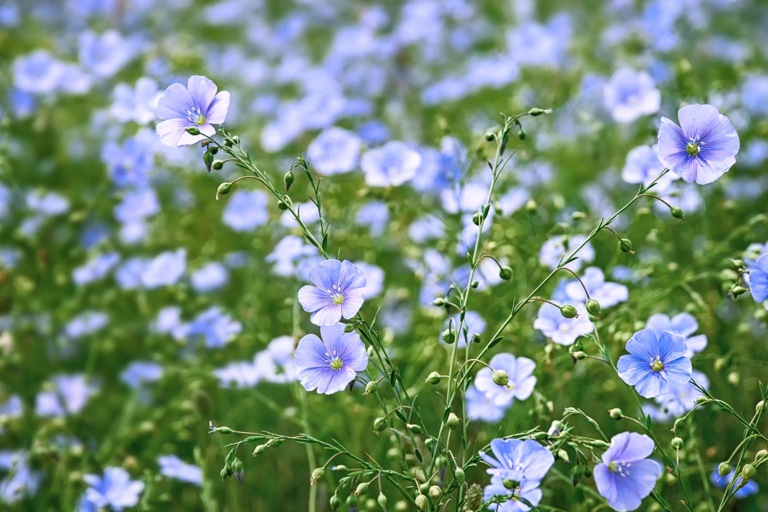 Lin : Propriétés, Bienfaits et Applications en Phytothérapie - France ... Lin : Propriétés, Bienfaits et Applications en Phytothérapie - France ...