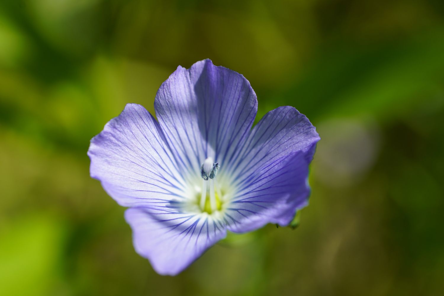 Lin : Propriétés, Bienfaits et Applications en Phytothérapie - France ...