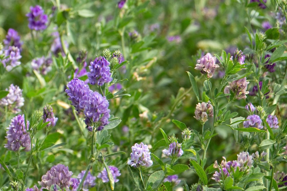 Luzerne : Propriétés, Bienfaits et Applications en Phytothérapie ...