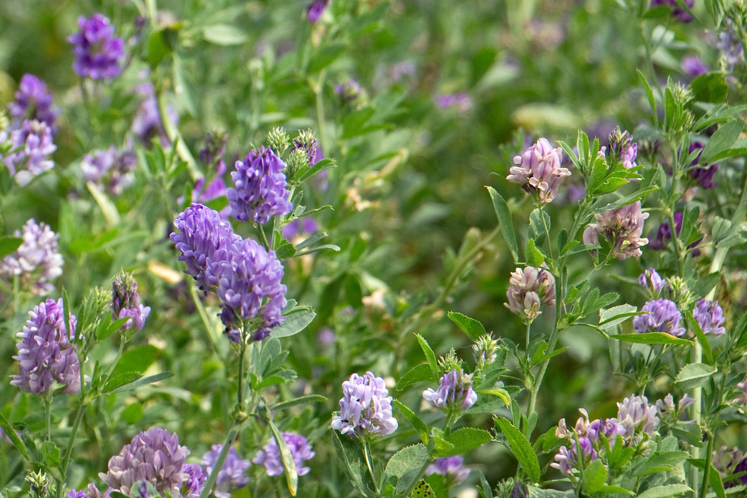 Luzerne : Propriétés, Bienfaits et Applications en Phytothérapie ...