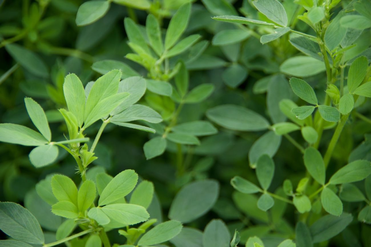 Luzerne : Propriétés, Bienfaits et Applications en Phytothérapie ...