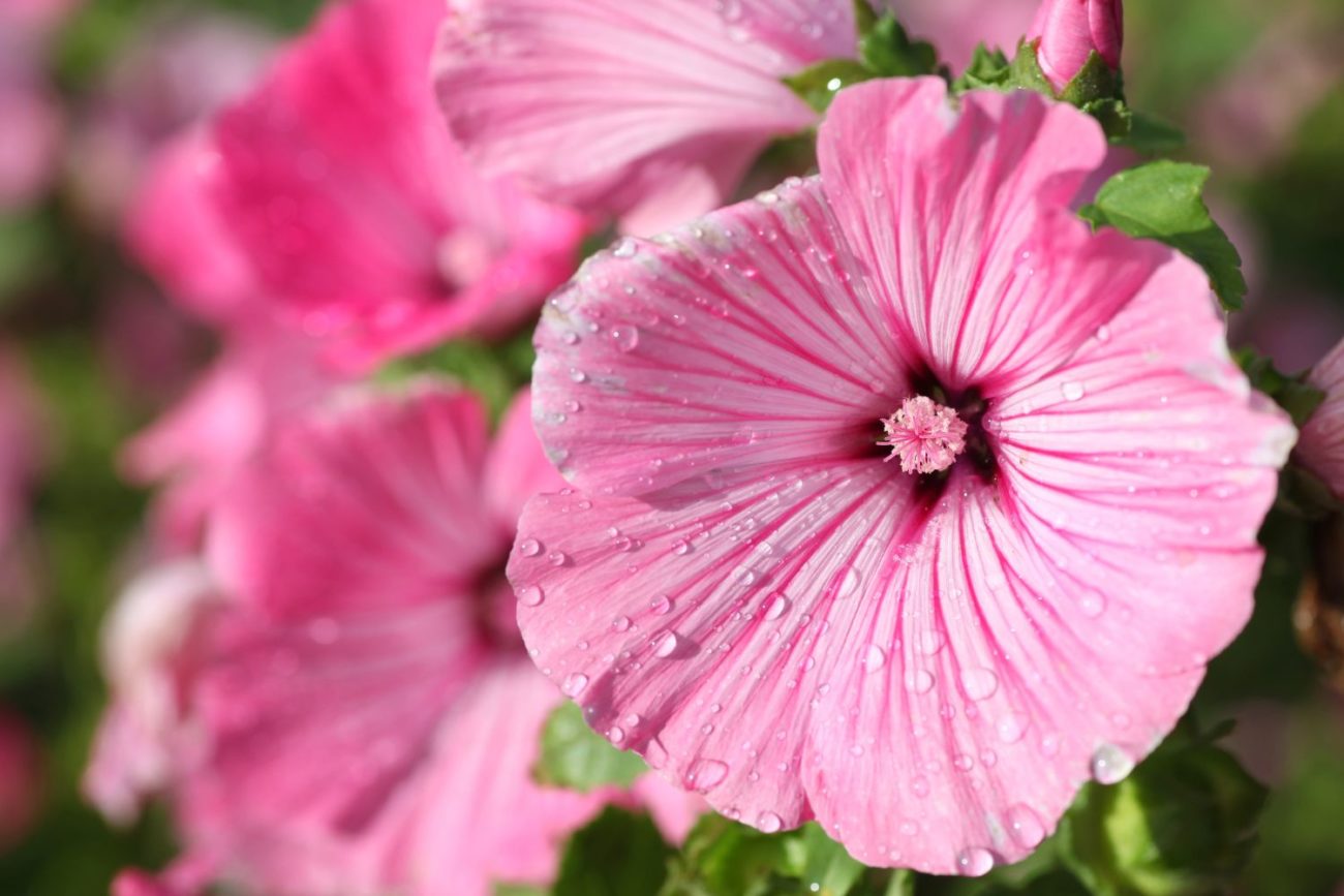 Mauve : Propriétés, Bienfaits et Applications en Phytothérapie - France ...