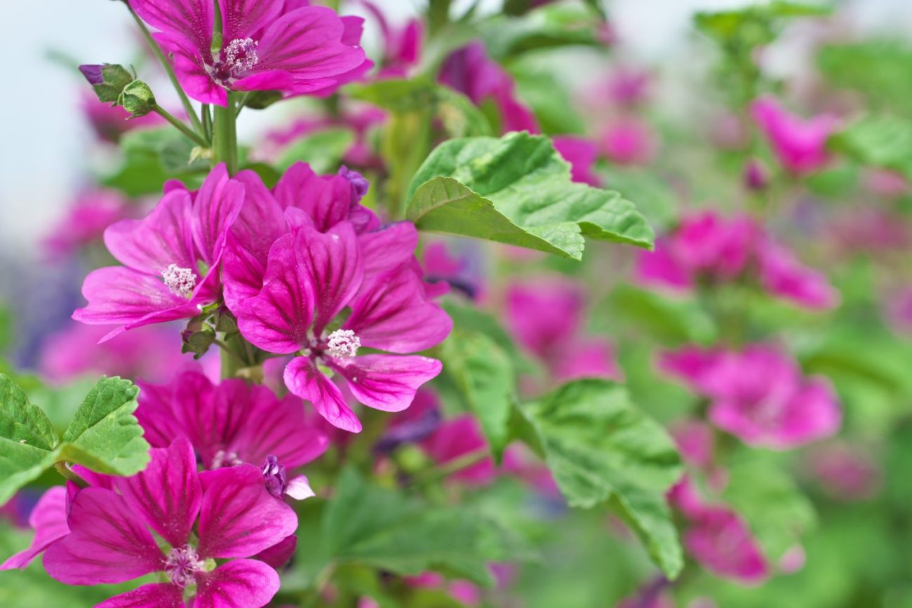 Mauve : Propriétés, Bienfaits et Applications en Phytothérapie - France ...