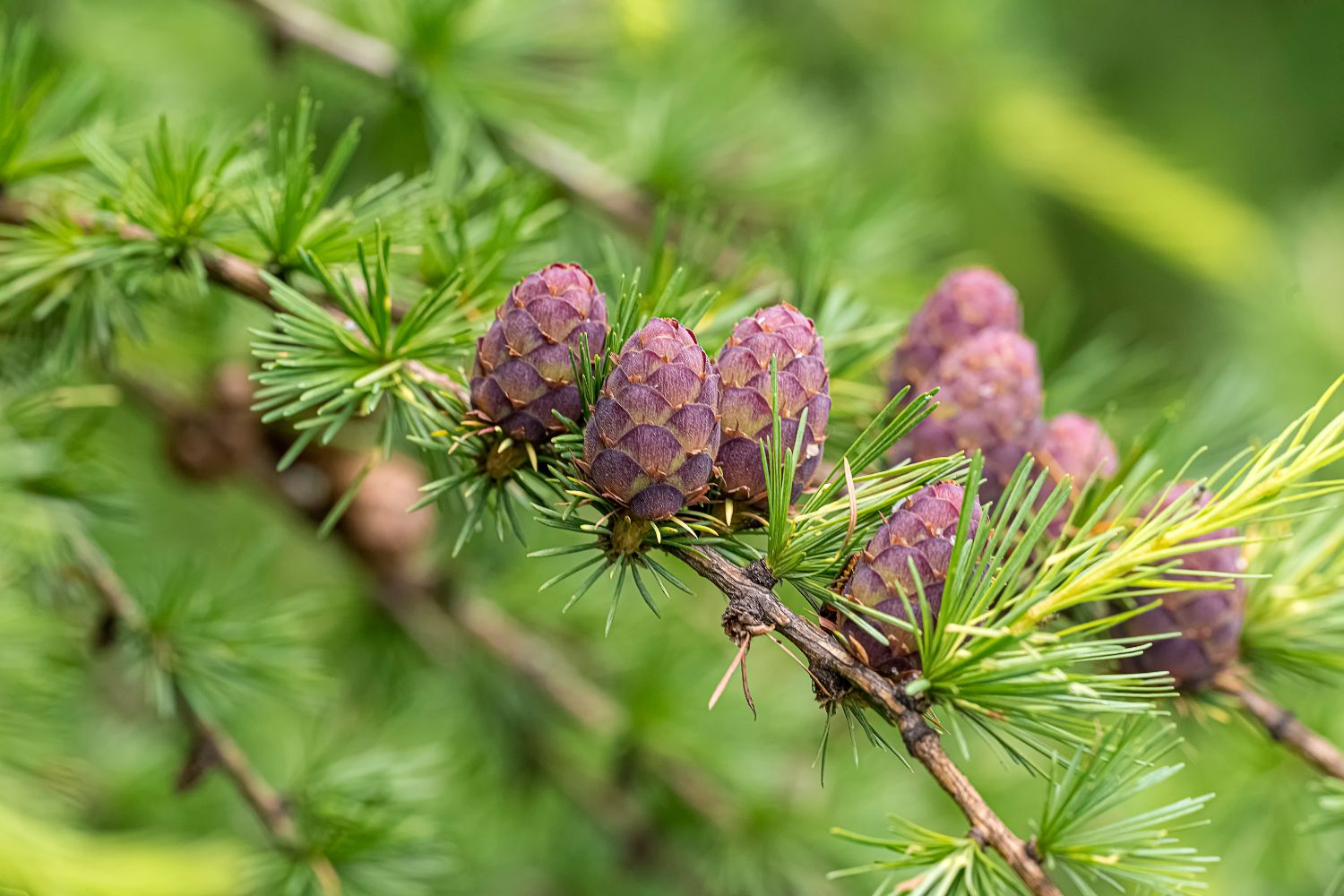 Mélèze : Propriétés, Bienfaits et Applications en Phytothérapie ...