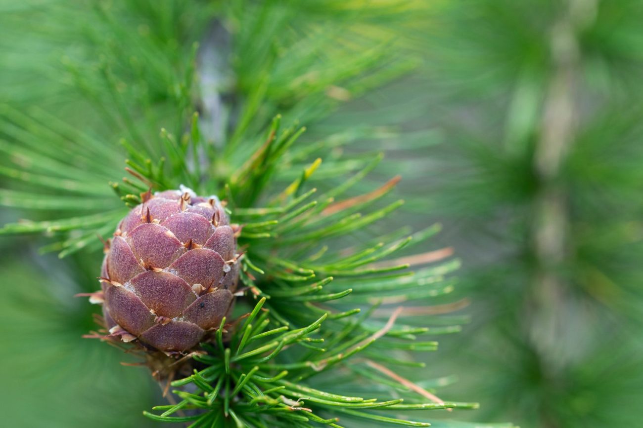Mélèze d’Europe : Propriétés, Bienfaits et Applications en ...