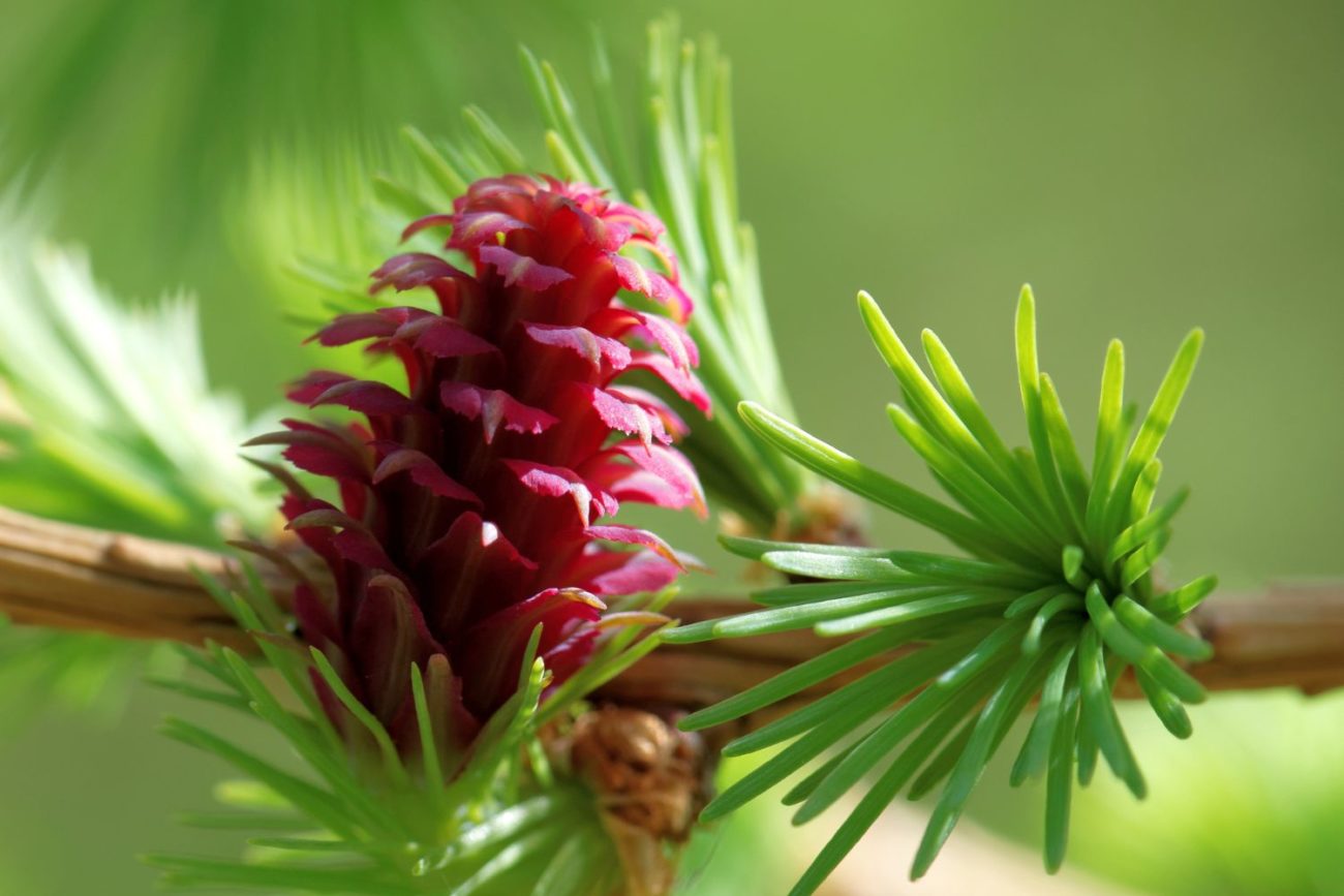 Mélèze : Propriétés, Bienfaits et Applications en Phytothérapie ...