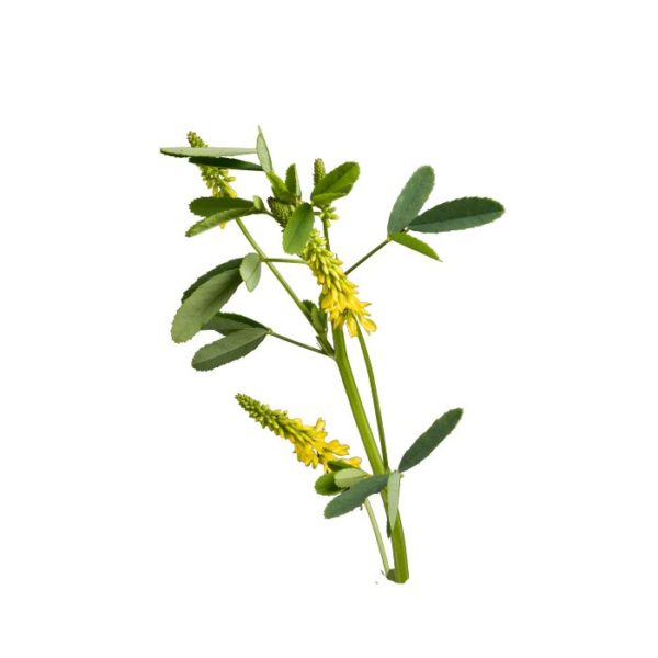 Mélilot officinal : Propriétés, Bienfaits et Applications en ...