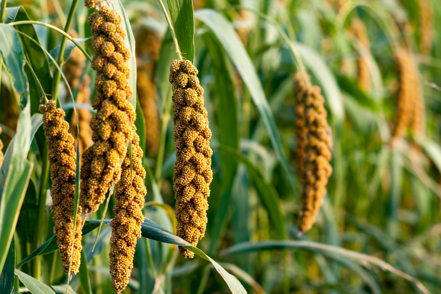 Millet : Propriétés, Bienfaits et Applications en Phytothérapie ...