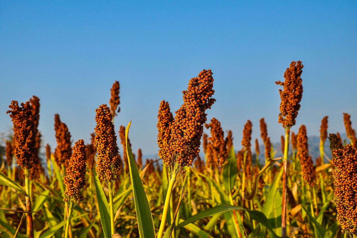 Millet : Propriétés, Bienfaits et Applications en Phytothérapie ...