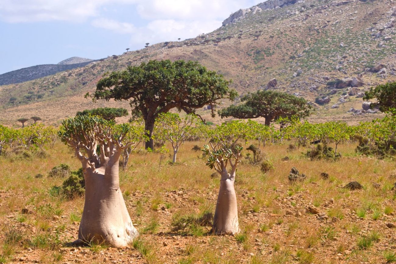 Myrrhe : Propriétés, Bienfaits et Applications en Phytothérapie ...