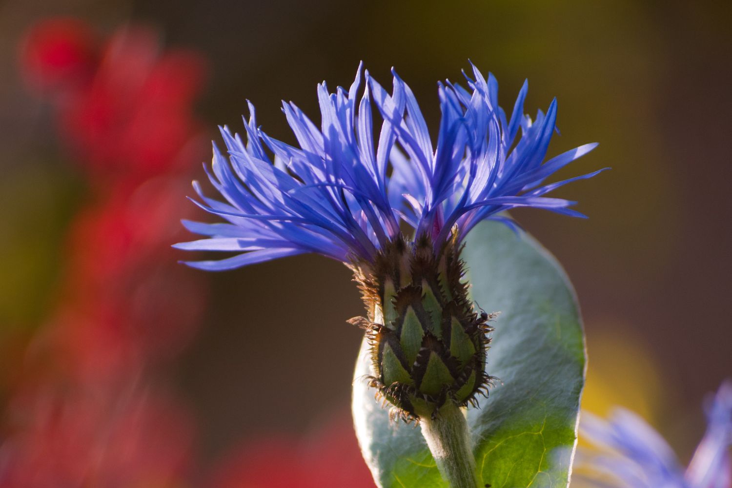 Nigelle : Propriétés, Bienfaits et Applications en Phytothérapie ...