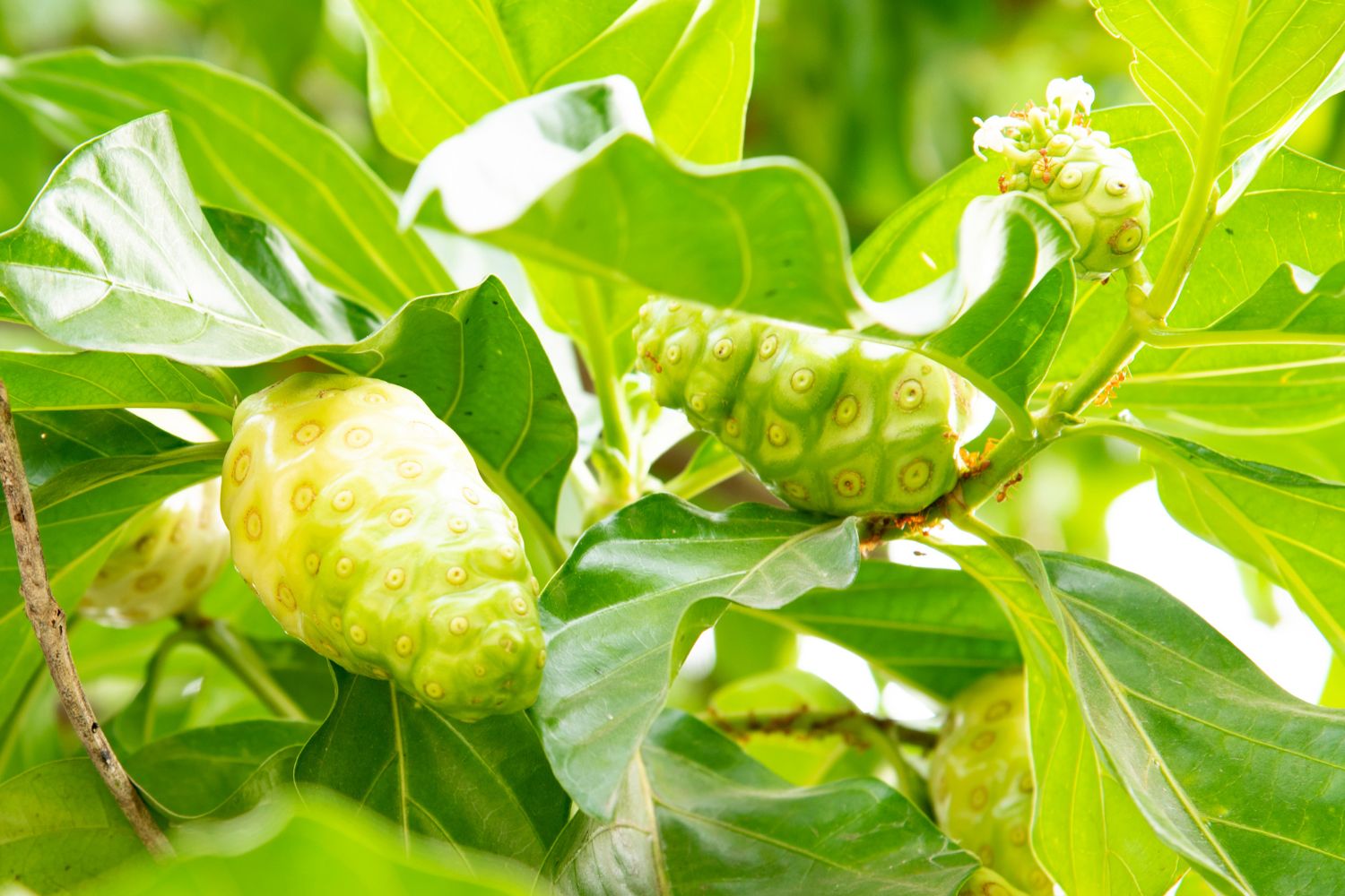 Noni : Propriétés, Bienfaits et Applications en Phytothérapie - France ...