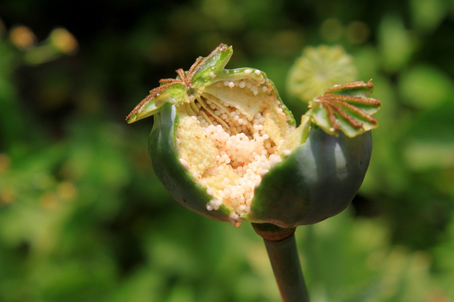 Opium : Propriétés, Bienfaits et Applications en Phytothérapie - France ...