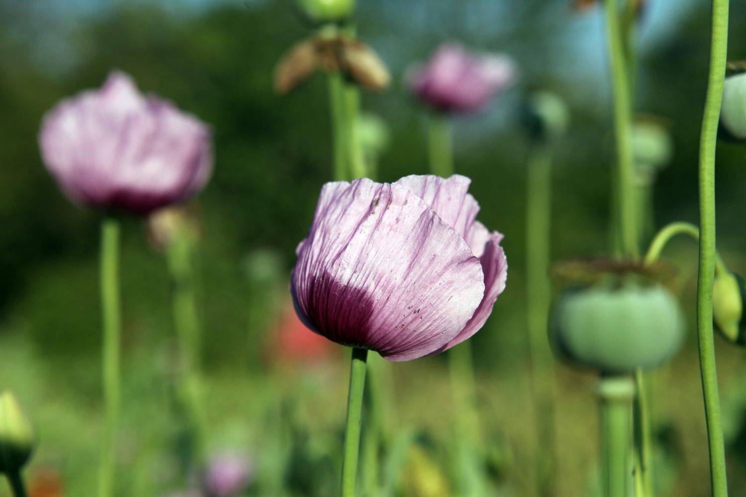 Opium : Propriétés, Bienfaits et Applications en Phytothérapie - France ...