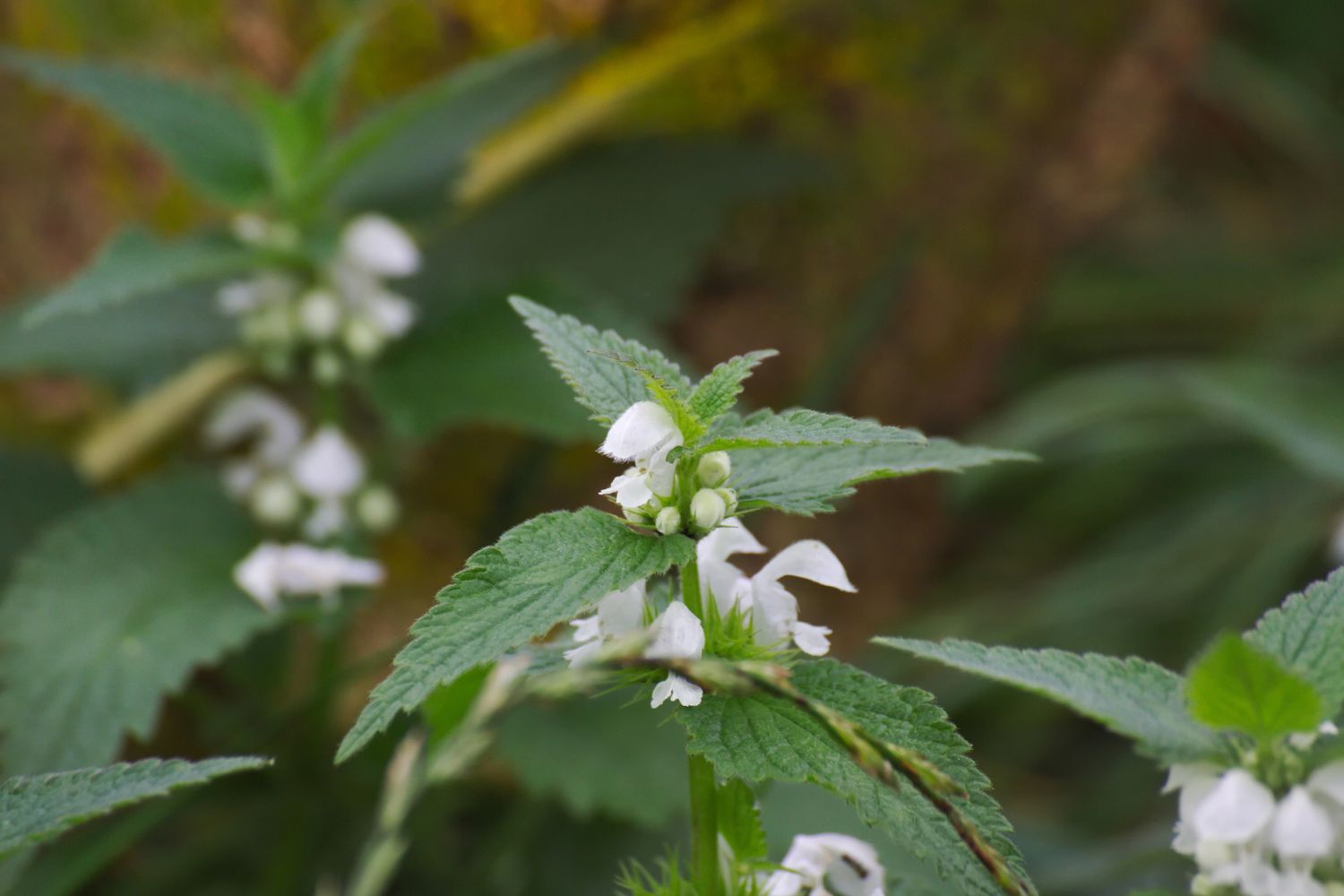 Ortie blanche : Propriétés, Bienfaits et Applications en Phytothérapie ...