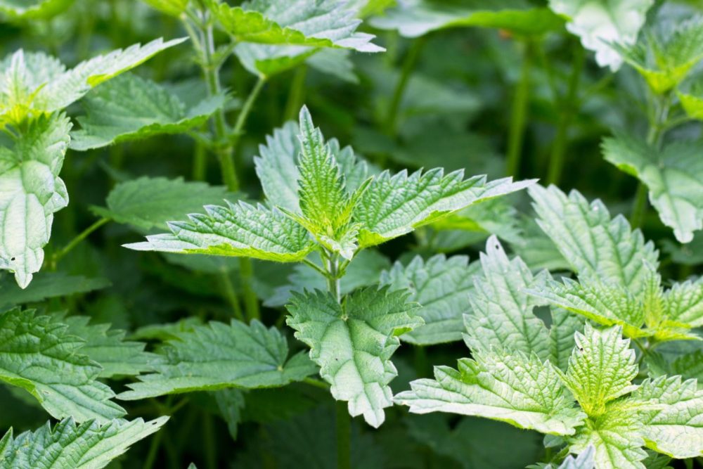 Ortie : Propriétés, Bienfaits et Applications en Phytothérapie - France ...