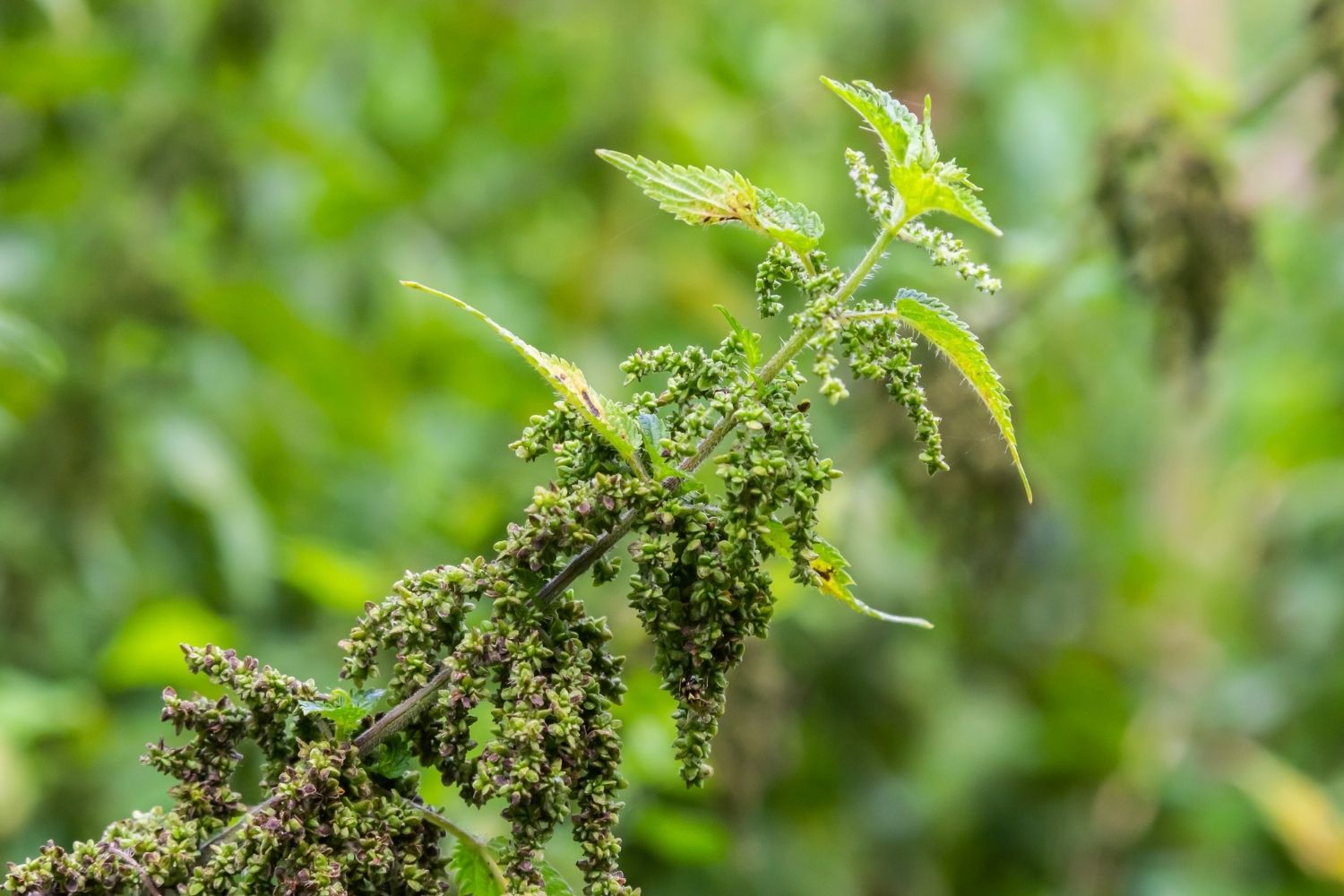 Ortie dioïque : Propriétés, Bienfaits et Applications en Phytothérapie ...