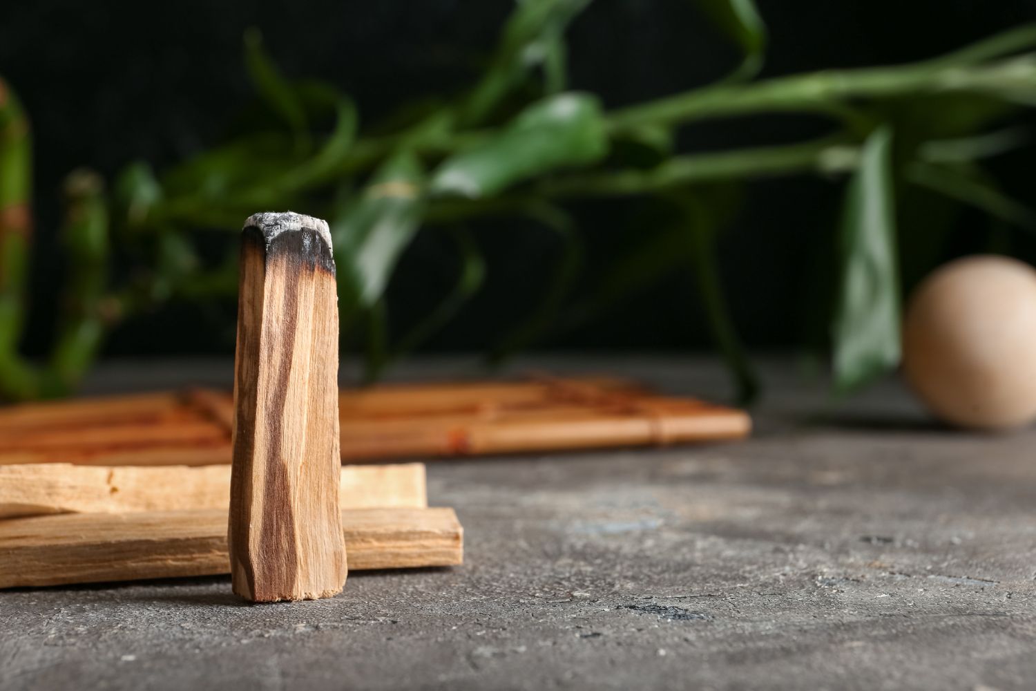 Palo santo : Propriétés, Bienfaits et Applications en Phytothérapie ...