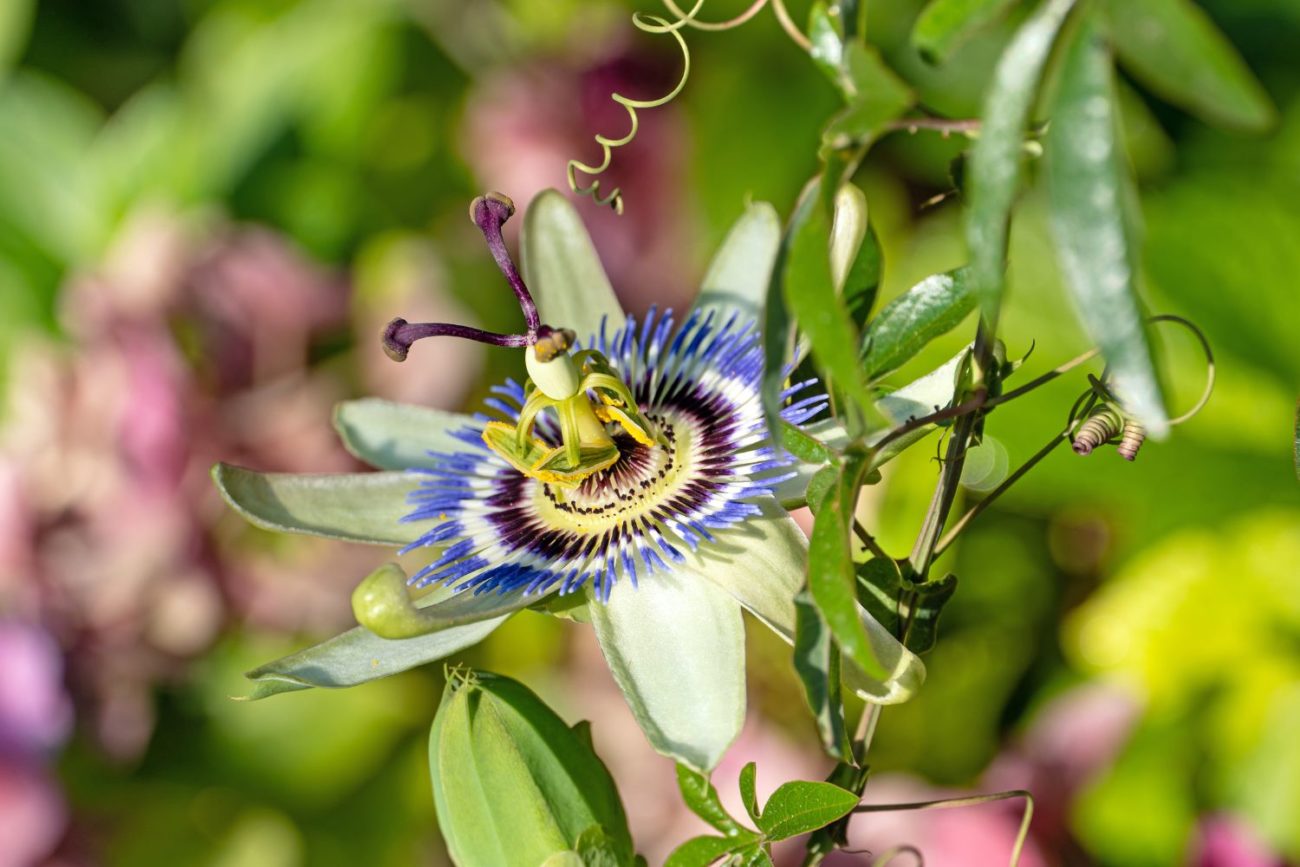 Passiflore bleue : Propriétés, Bienfaits et Applications en ...