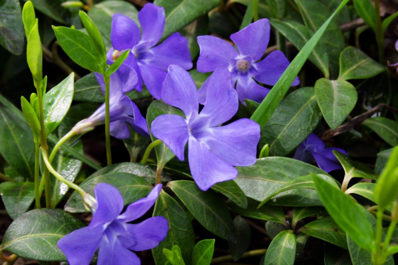 Petite pervenche : Propriétés, Bienfaits et Applications en ...