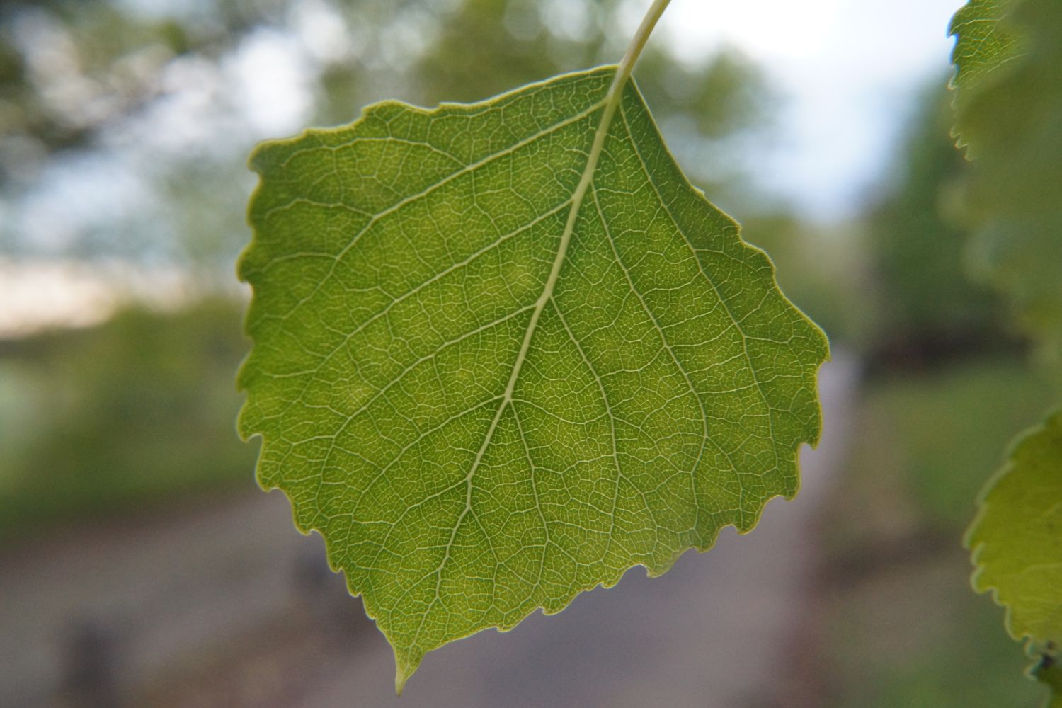 Peuplier : Propriétés, Bienfaits et Applications en Phytothérapie ...