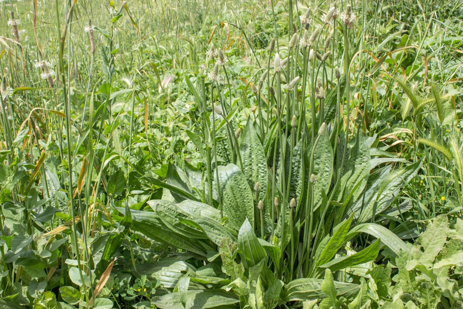 Plantain : Propriétés, Bienfaits et Applications en Phytothérapie ...