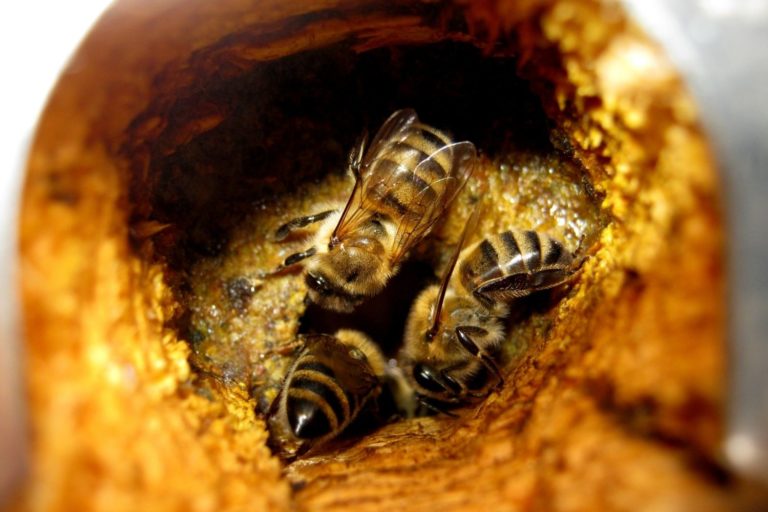 Propolis : Propriétés, Bienfaits et Applications en Phytothérapie ...