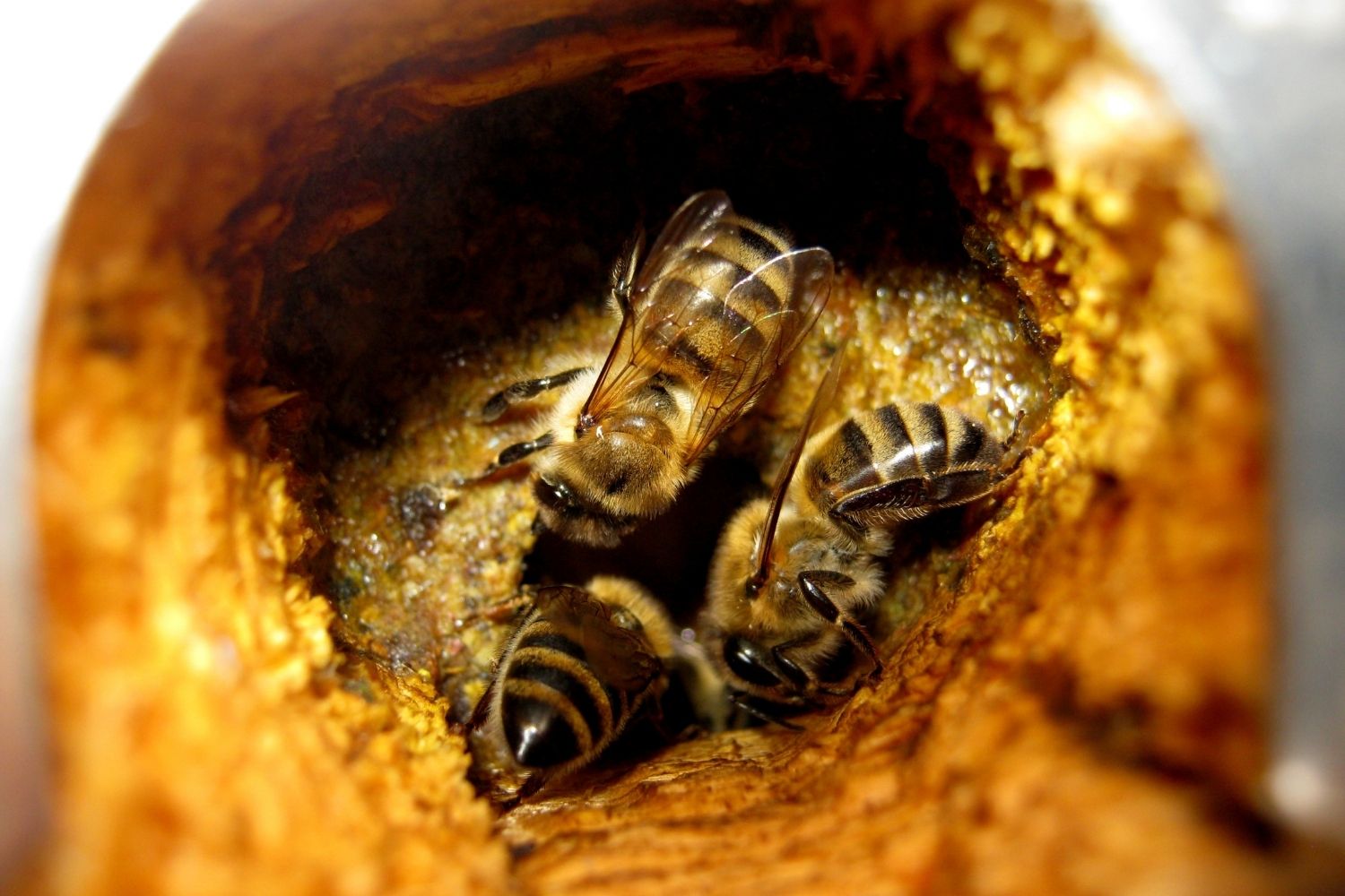 Propolis : Propriétés, Bienfaits et Applications en Phytothérapie ...