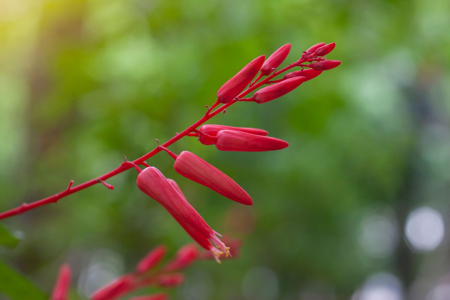 Quassia : Propriétés, Bienfaits et Applications en Phytothérapie ...