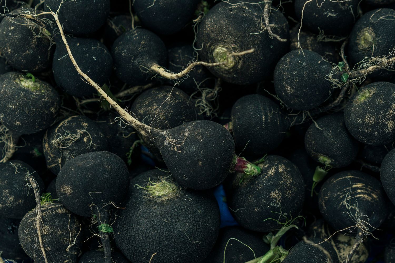 Radis noir : Propriétés, Bienfaits et Applications en Phytothérapie ...