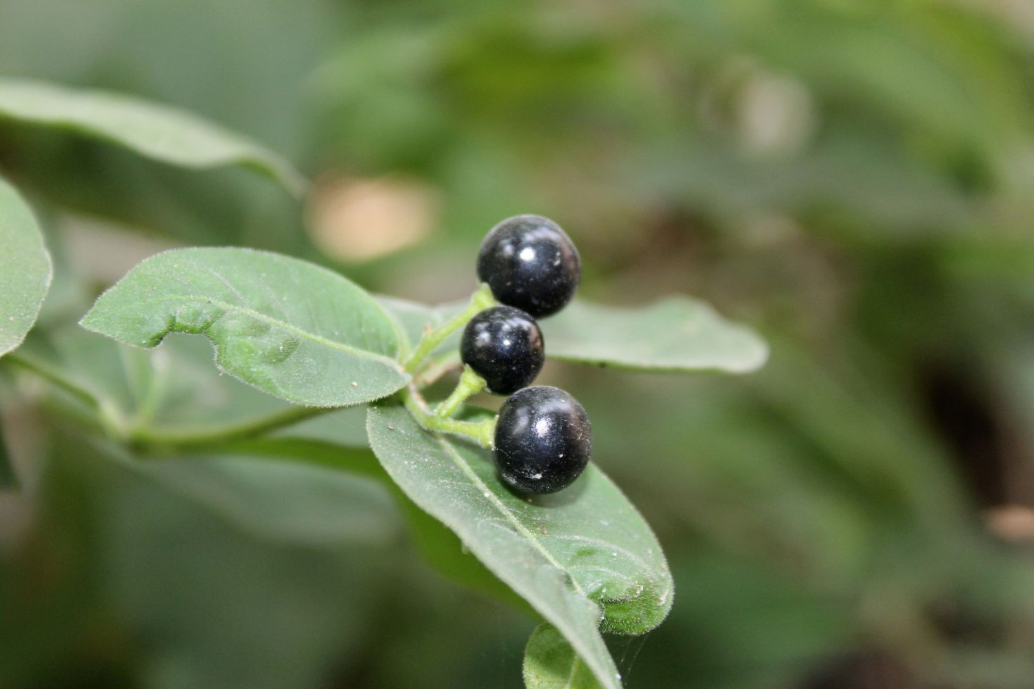 Rauwolfia : Propriétés, Bienfaits et Applications en Phytothérapie ...