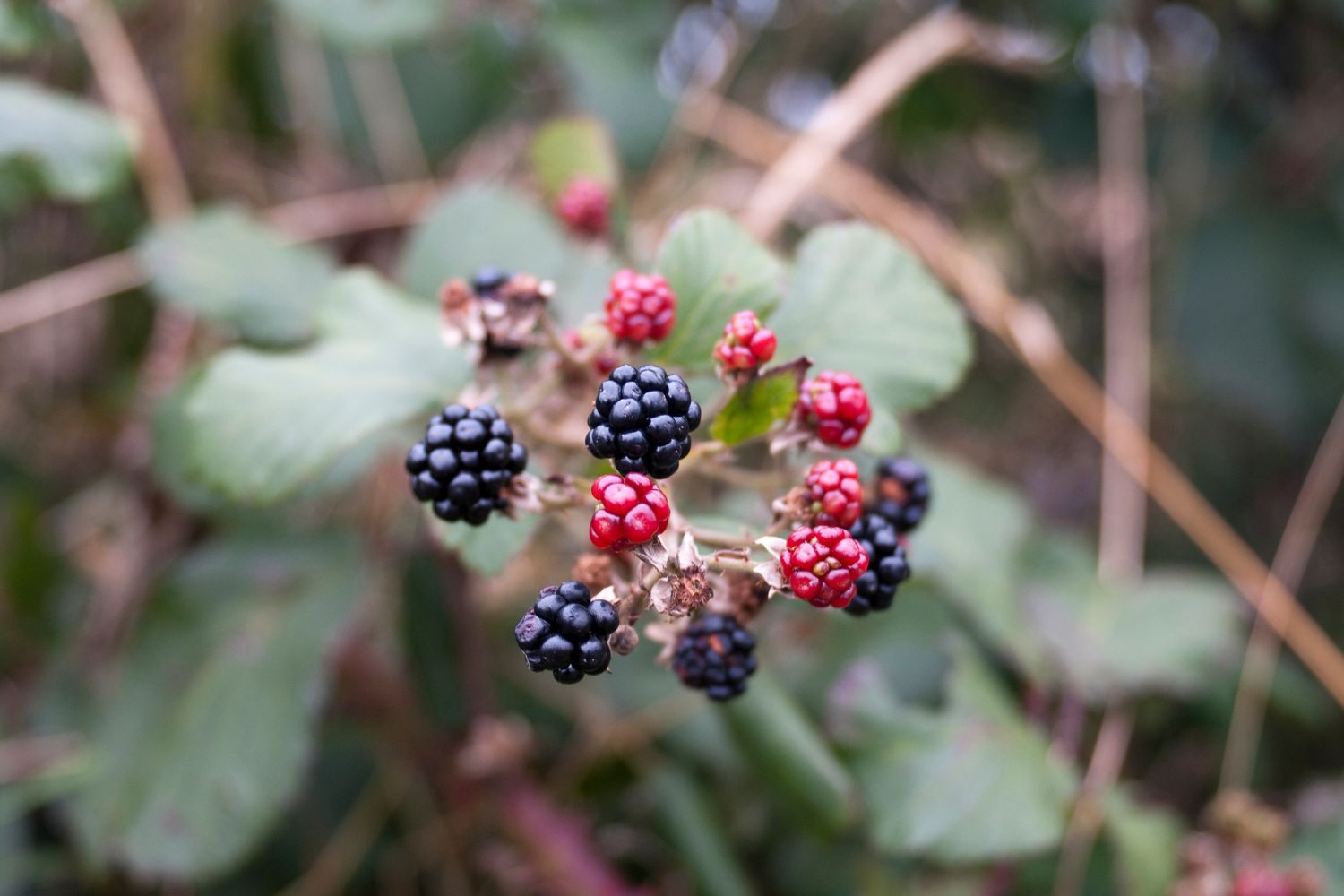Ronce commune : Propriétés, Bienfaits et Applications en Phytothérapie ...