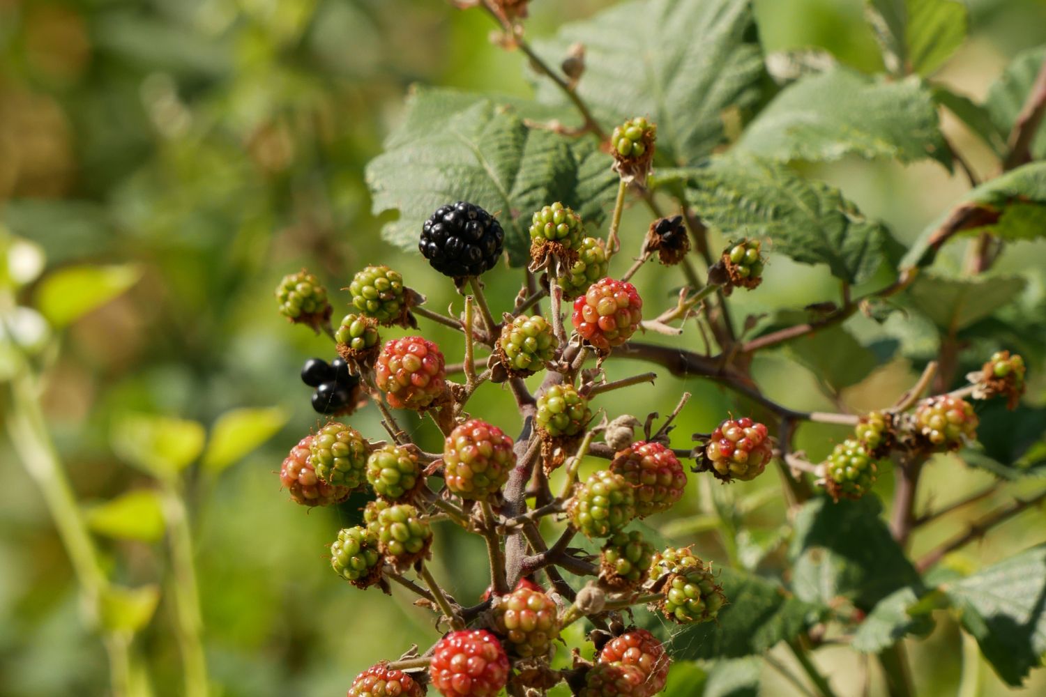 Ronce commune : Propriétés, Bienfaits et Applications en Phytothérapie ...