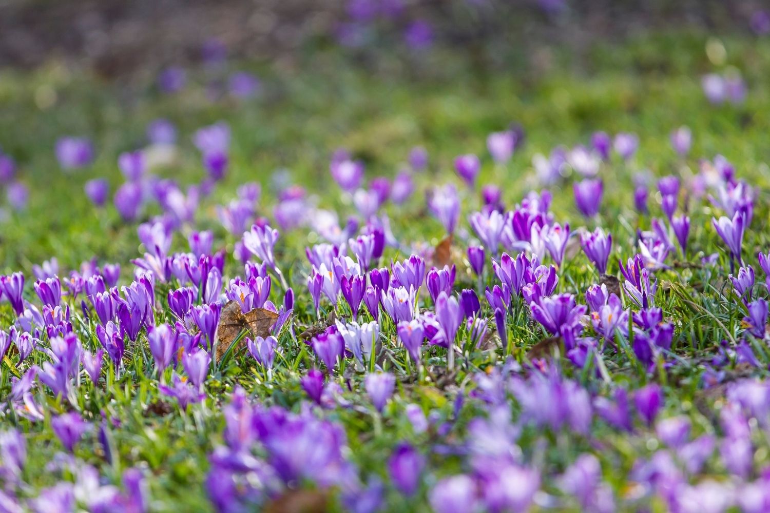 Safran : Propriétés, Bienfaits et Applications en Phytothérapie ...