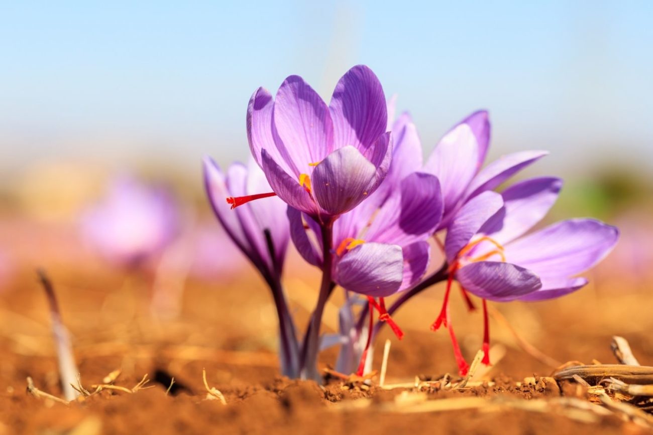 Safran : Propriétés, Bienfaits et Applications en Phytothérapie ...