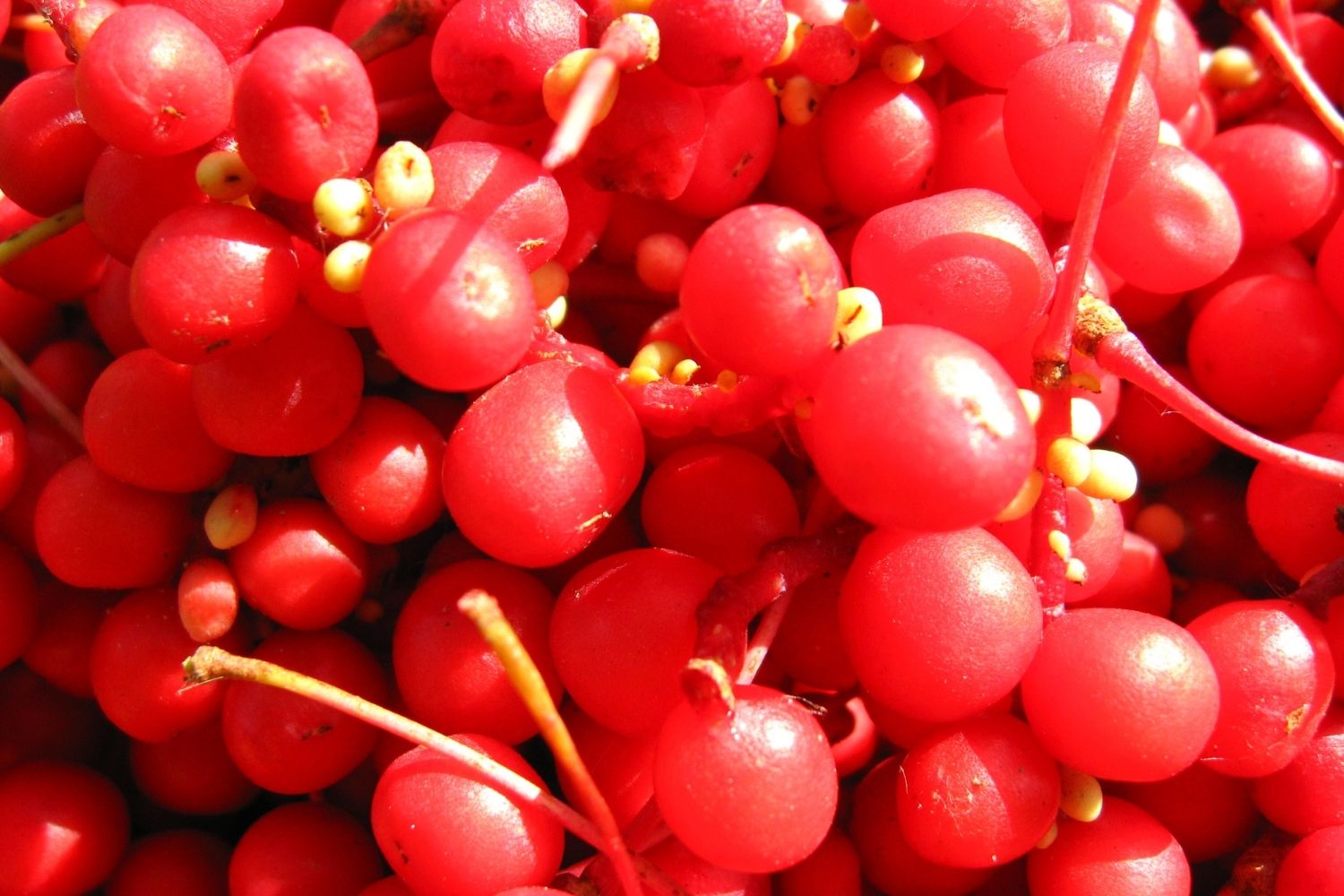 Schizandra : Propriétés, Bienfaits et Applications en Phytothérapie ...