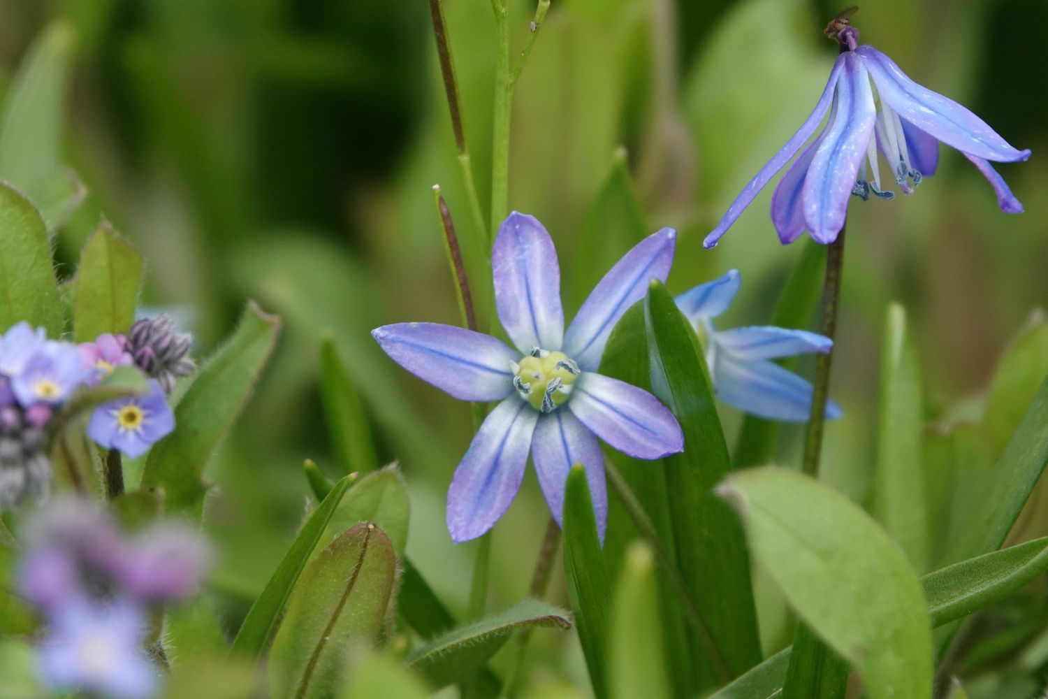 Scille : Propriétés, Bienfaits et Applications en Phytothérapie ...