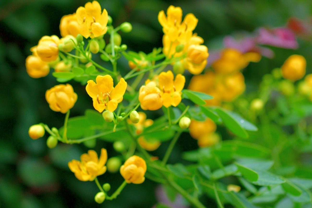 Séné : Propriétés, Bienfaits et Applications en Phytothérapie - France ...