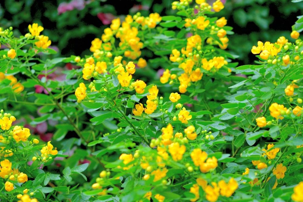 Séné : Propriétés, Bienfaits et Applications en Phytothérapie - France ...