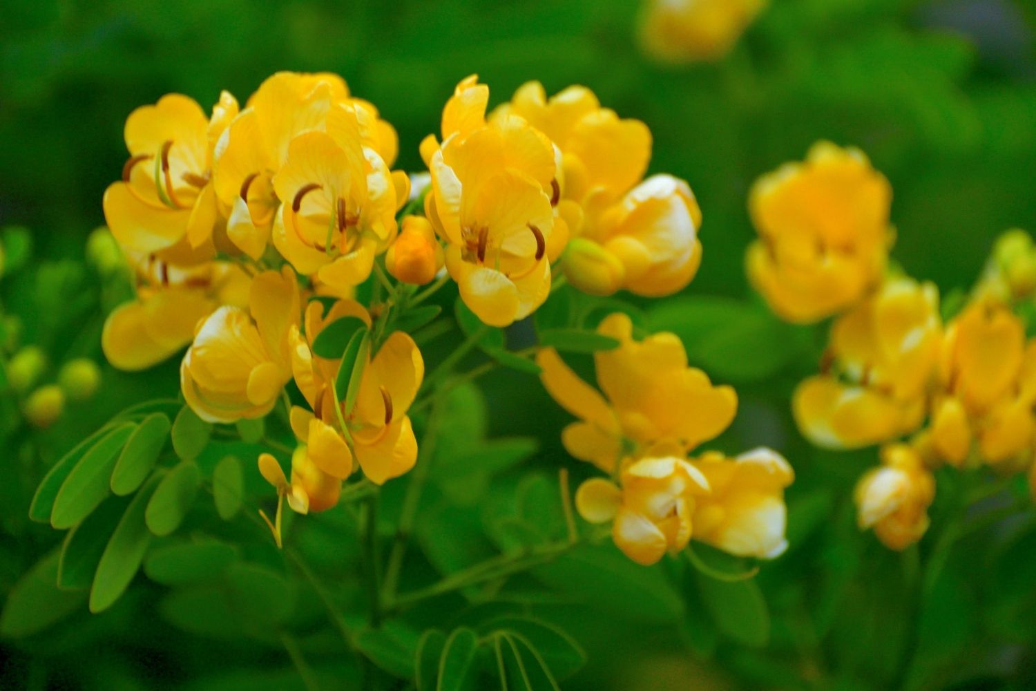 Séné : Propriétés, Bienfaits et Applications en Phytothérapie - France ...