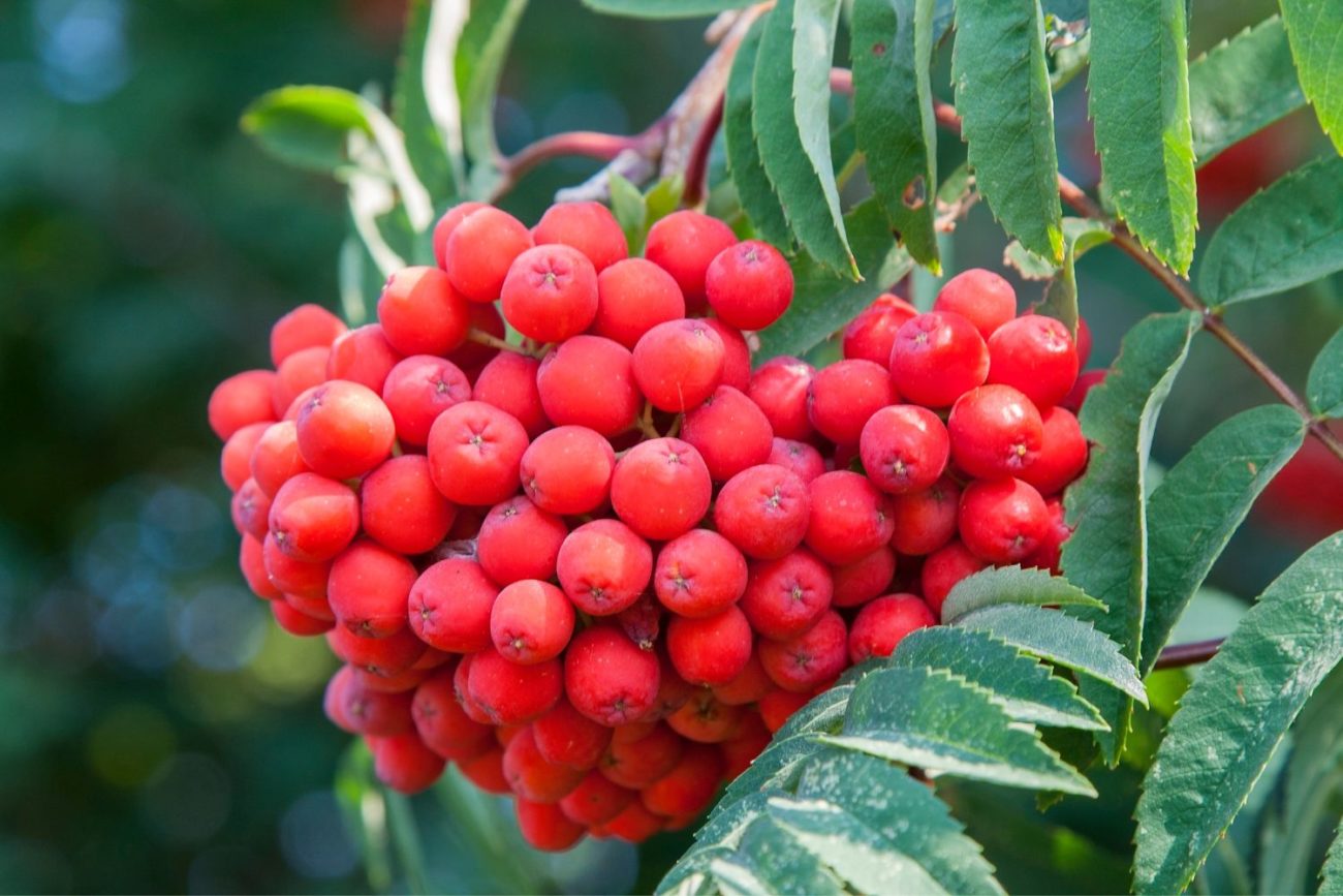 Sorbier domestique : Propriétés, Bienfaits et Applications en Phytothérapie - France Minéraux