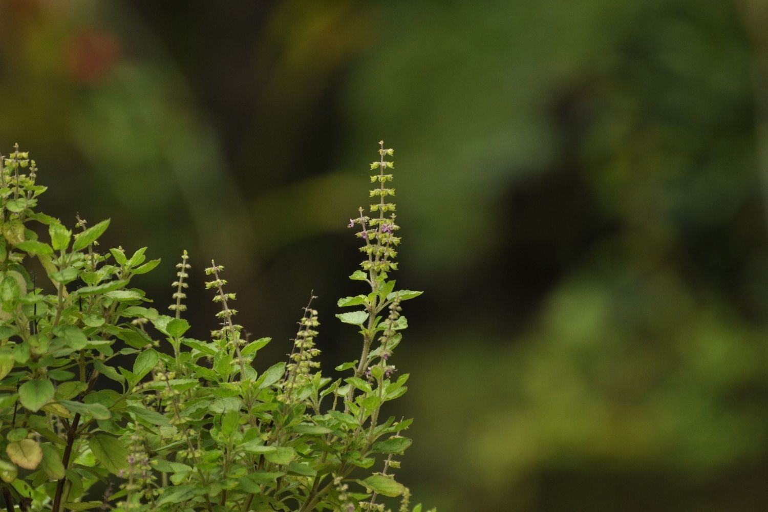 Tulsi : Propriétés, Bienfaits et Applications en Phytothérapie - France ...