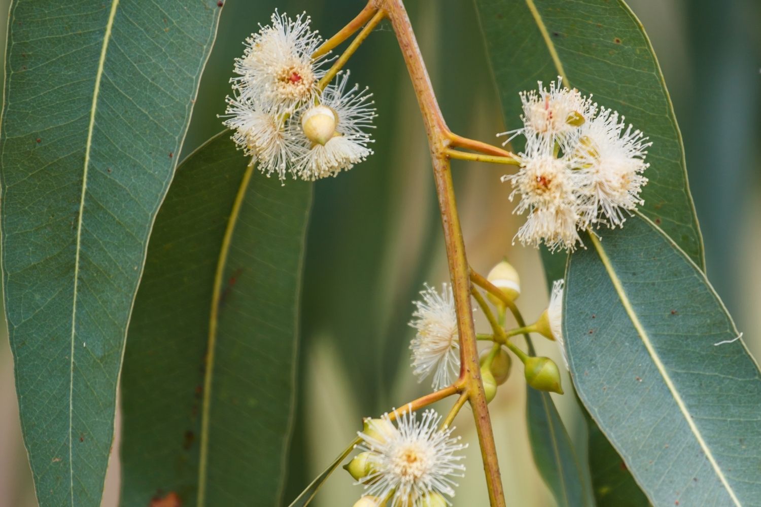 Huile essentielle d’eucalyptus globulus - Utilisations et Bienfaits - France Minéraux