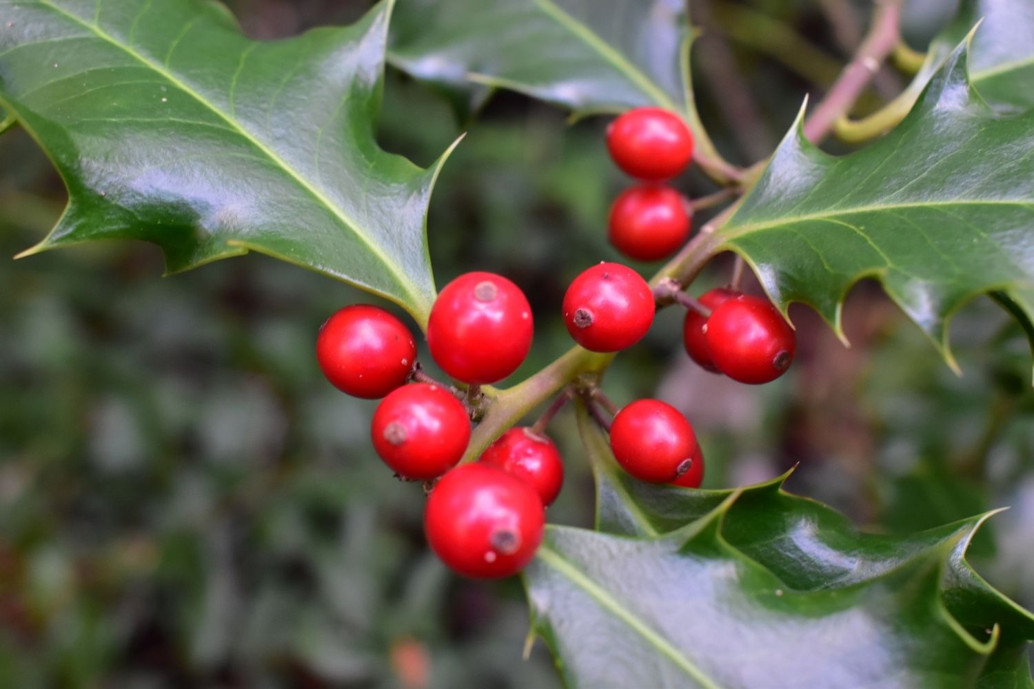 Macérat de bourgeon de gui - Bienfaits en Gemmothérapie - France Minéraux