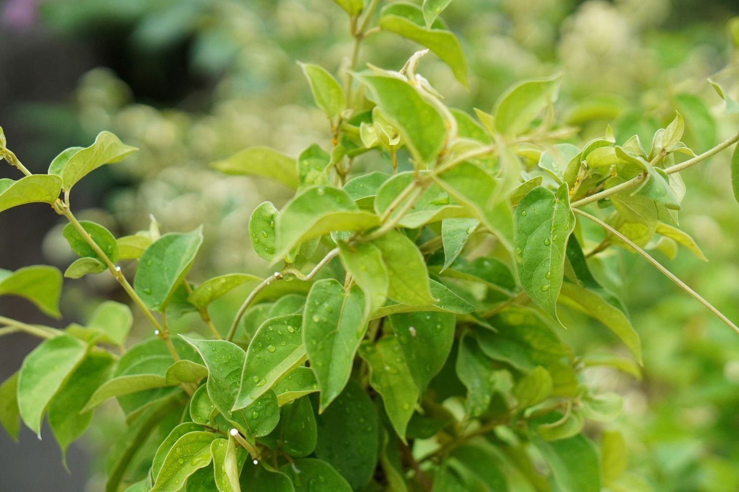 Gymnéma sylvestre : Propriétés, Bienfaits et Applications en ...