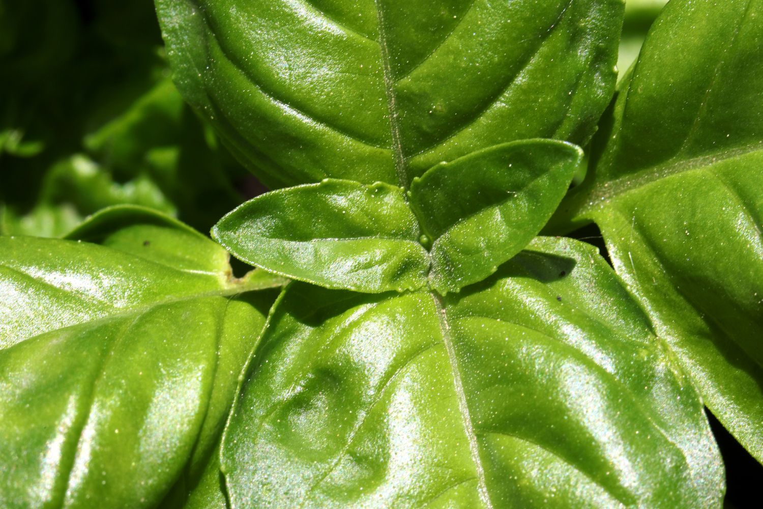 Huile essentielle de basilic grand vert - Utilisations et Bienfaits ...