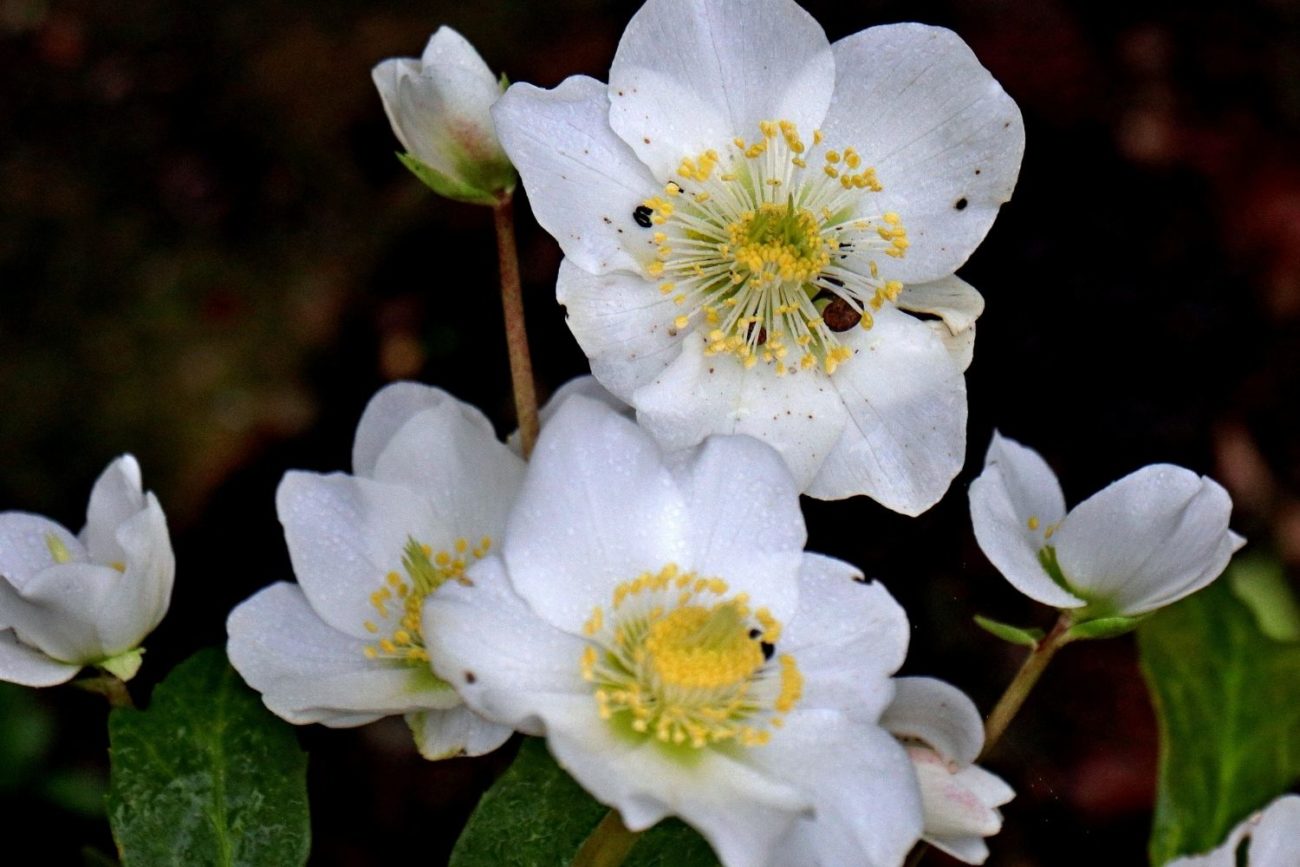 Hydraste du Canada : Propriétés, Bienfaits et Applications en ...