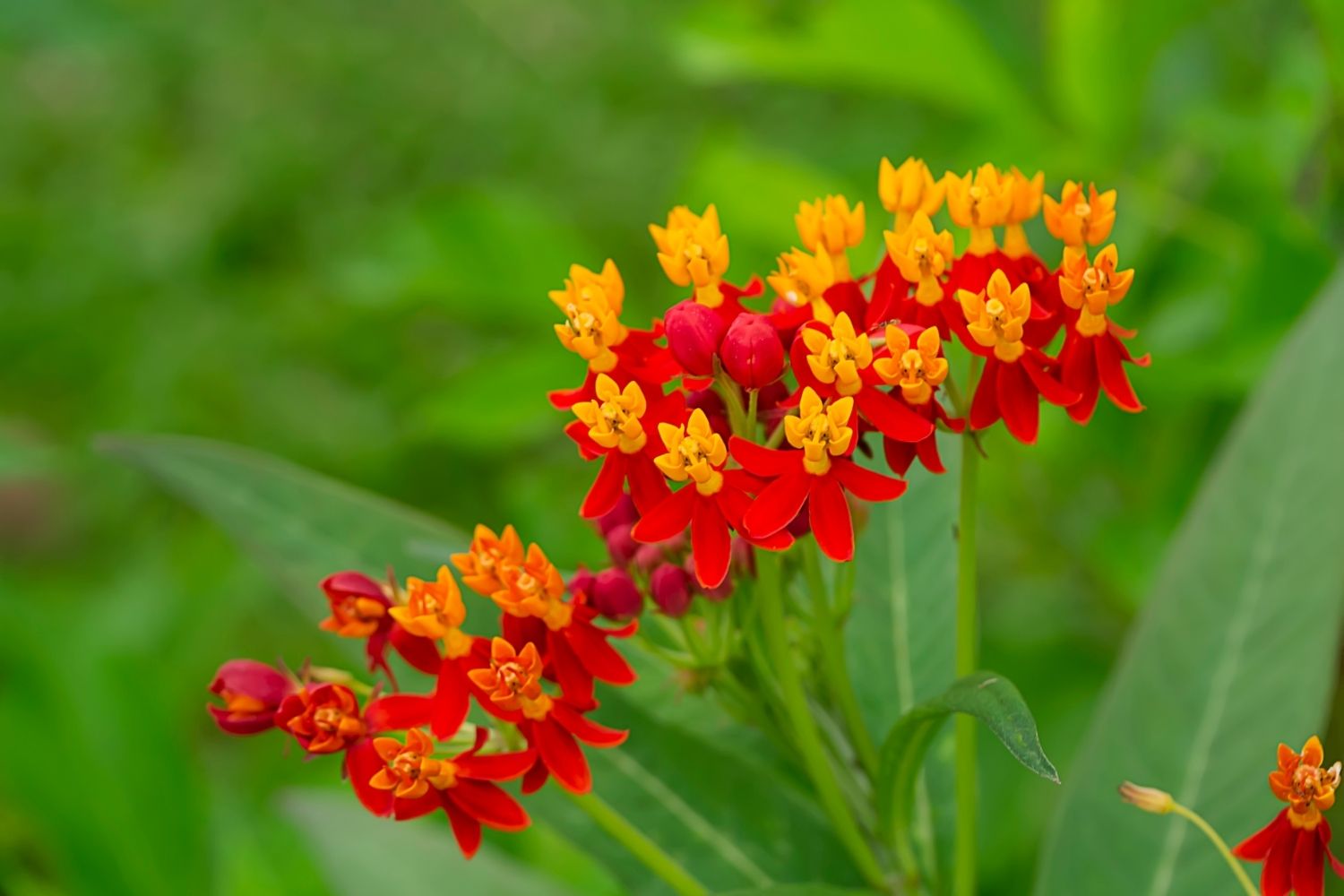 Ipécacuanha : Propriétés, Bienfaits et Applications en Phytothérapie ...